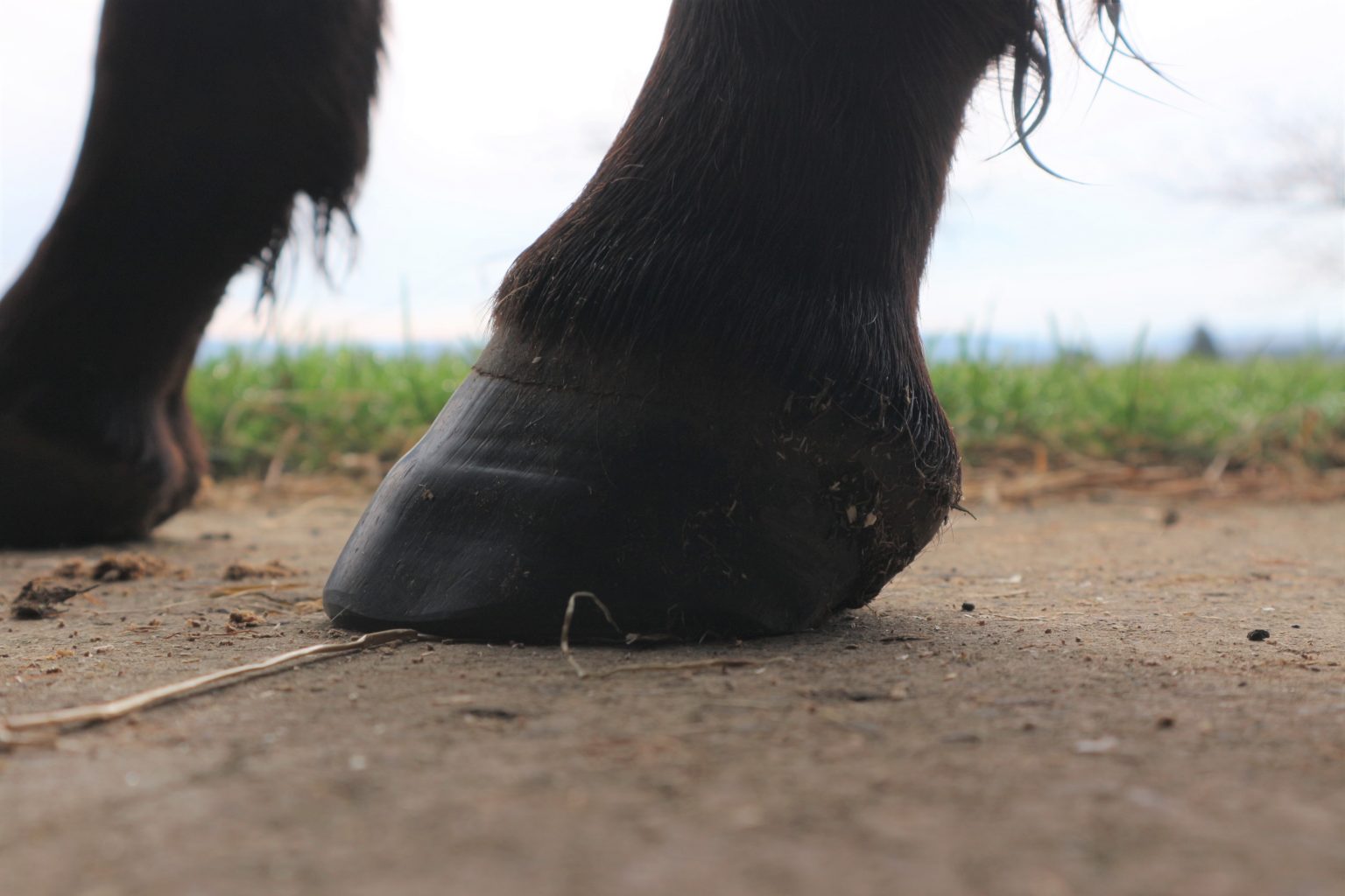 Foal hooves and weaning – The Equine Podiatry Association