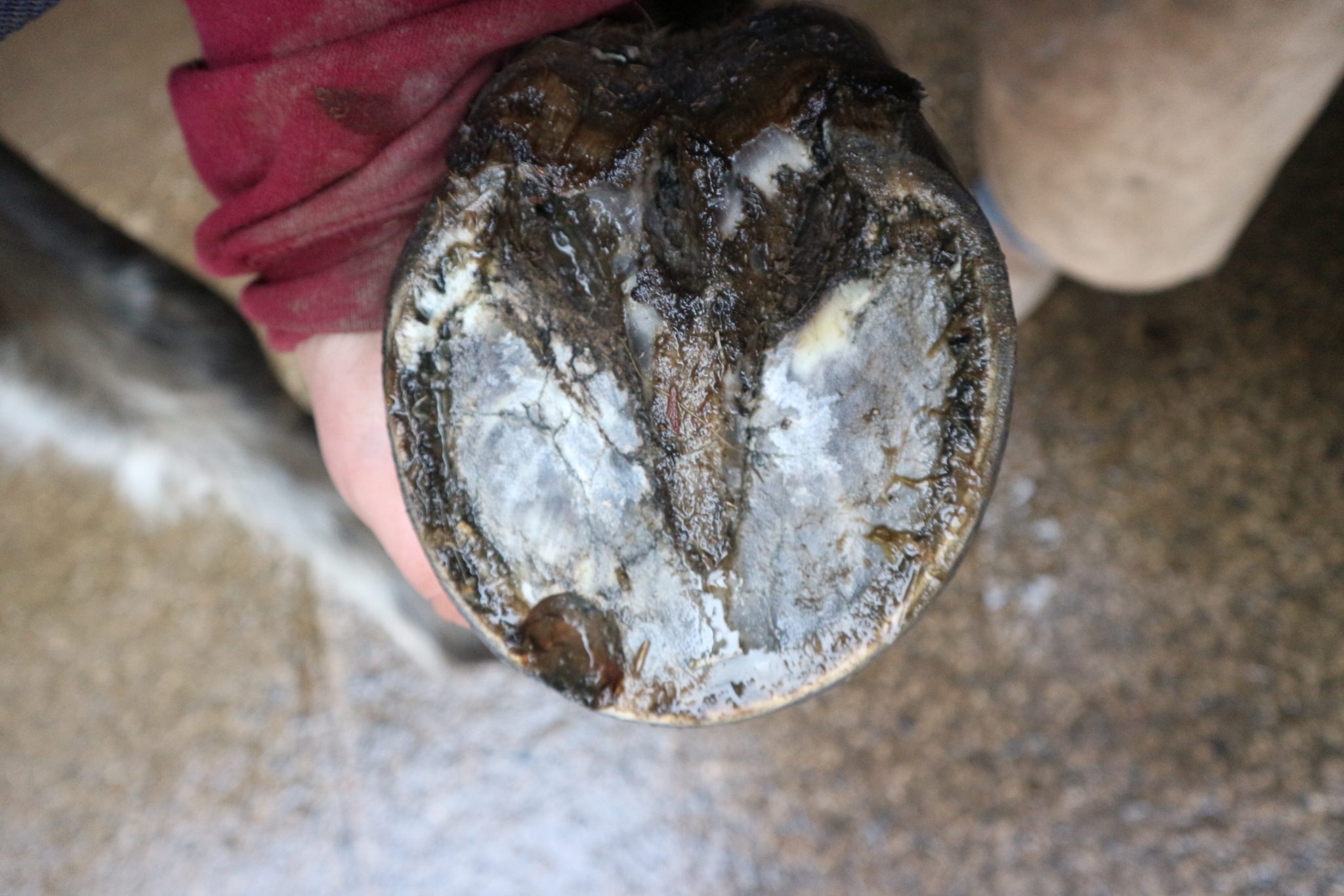 Extreme Abscess Recovery – The Equine Podiatry Association