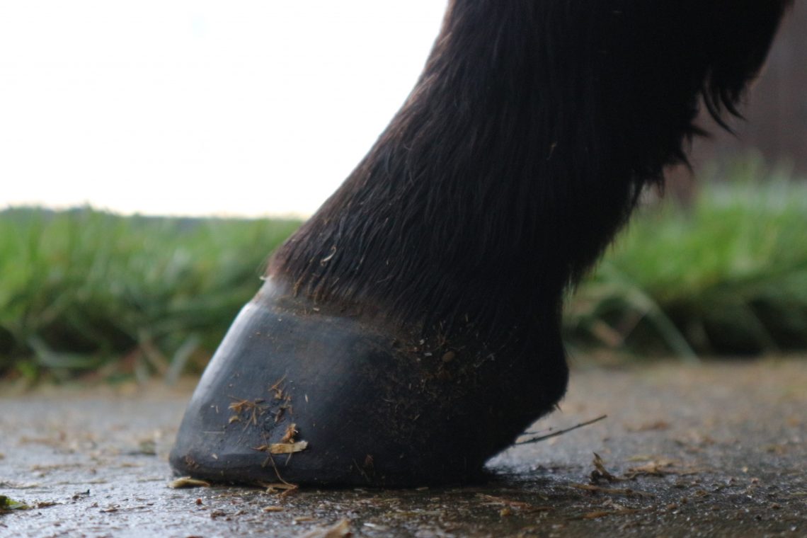 Foal hooves and weaning – The Equine Podiatry Association