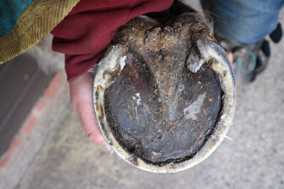 Extreme Abscess Recovery – The Equine Podiatry Association