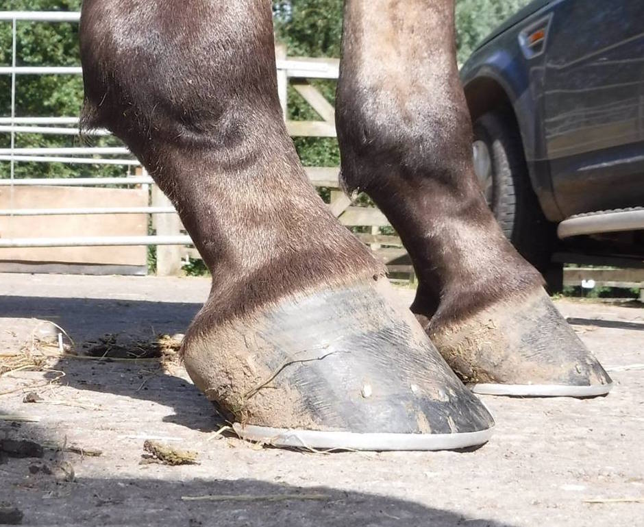 Barefoot horse racing – The Equine Podiatry Association