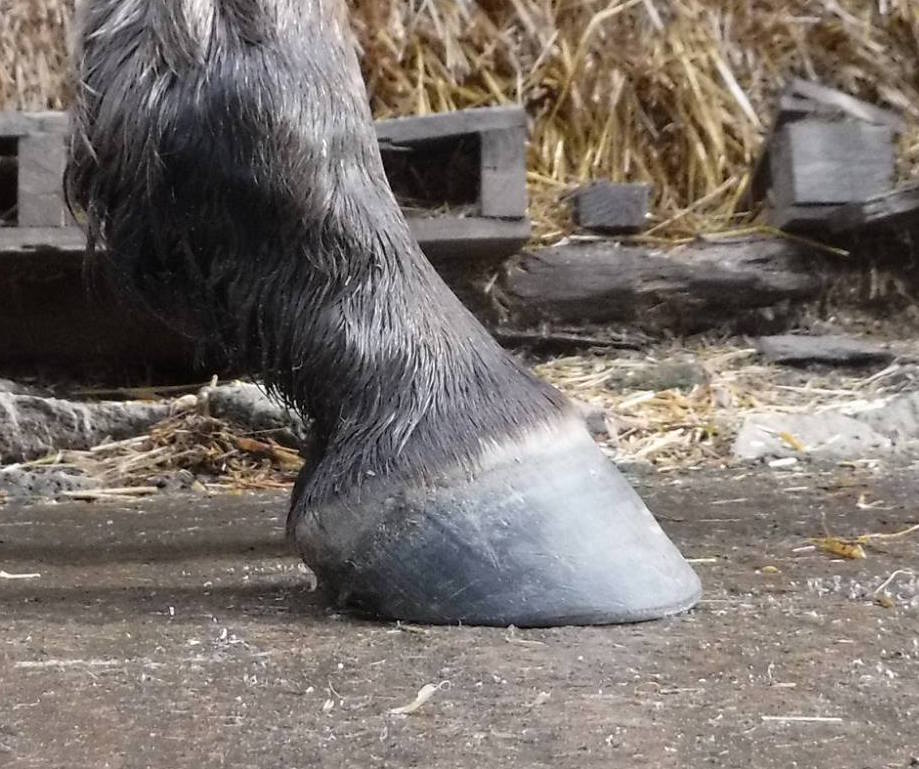 Barefoot horse racing – The Equine Podiatry Association