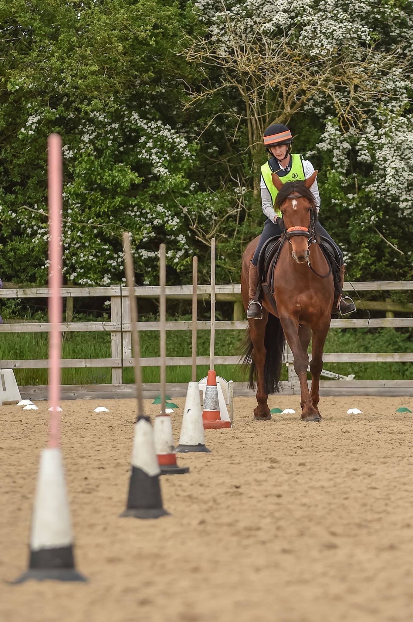 Equine Podiatry in Action - The Equine Podiatry Association