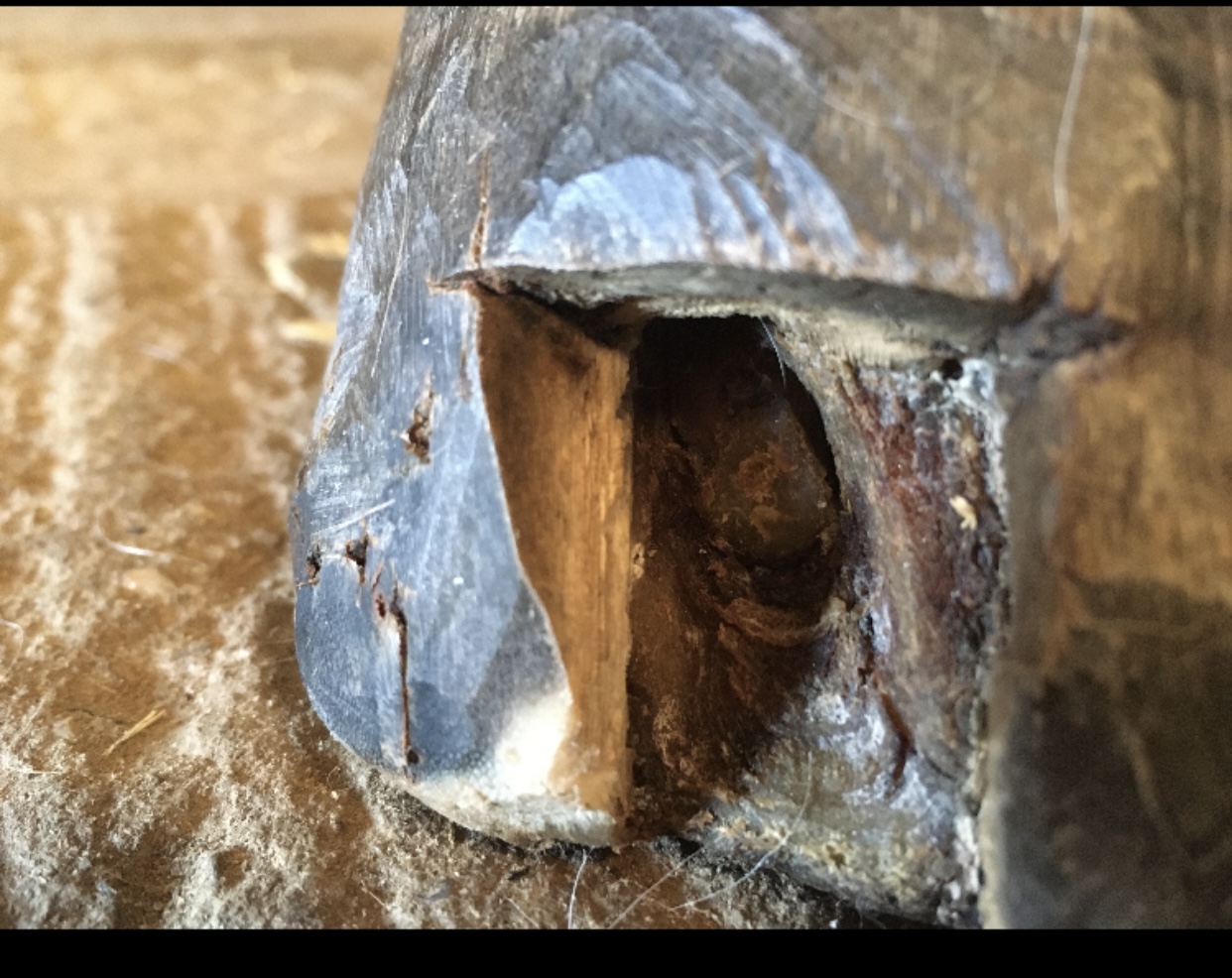 Complex Keratoma Case Study – The Equine Podiatry Association