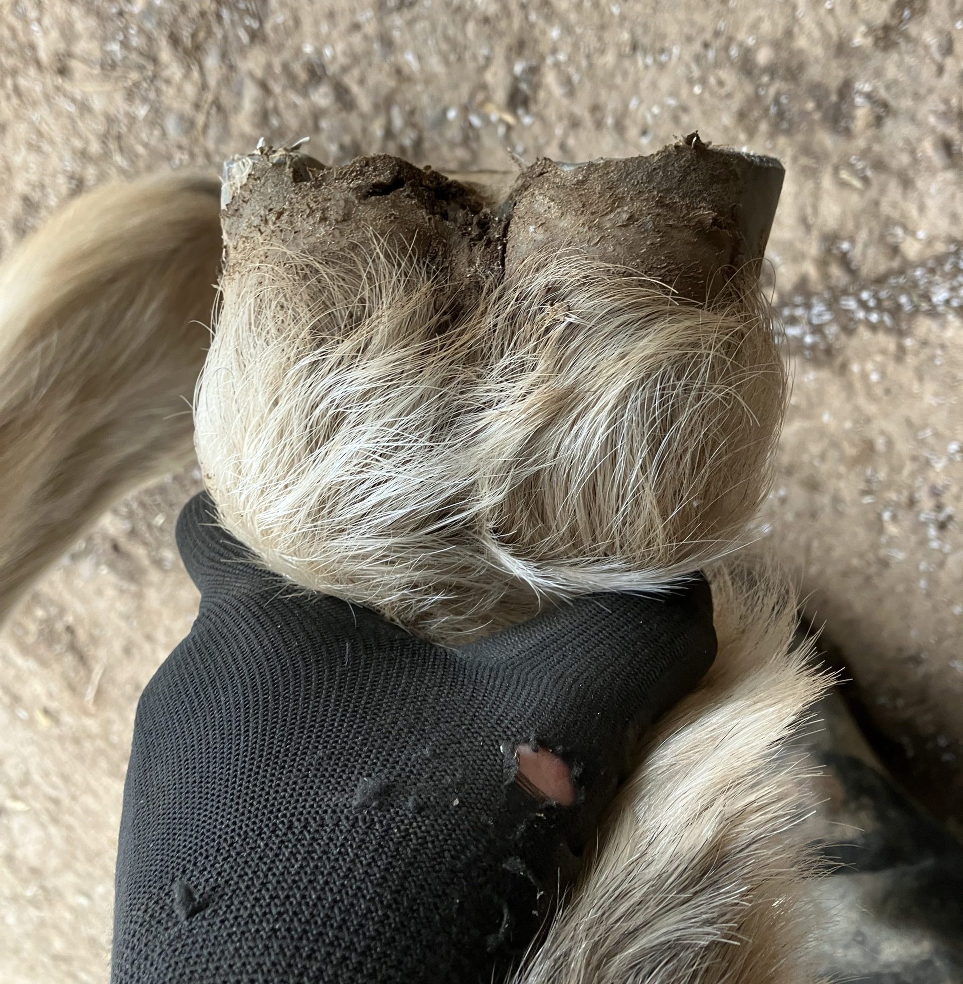 A shod to barefoot transition – heel development – The Equine Podiatry ...