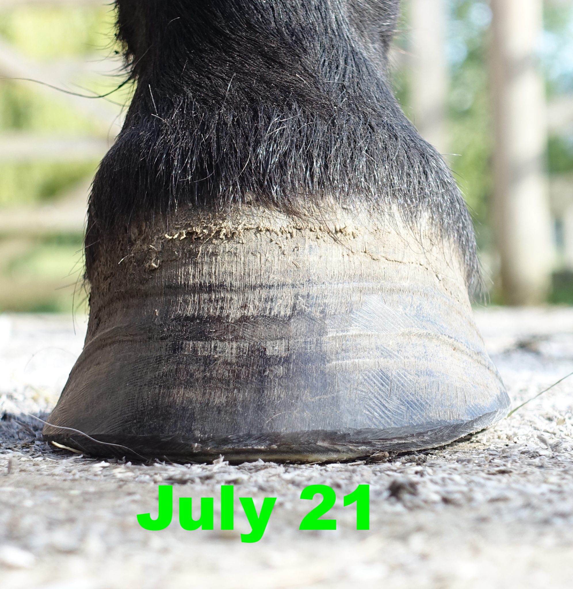 “Seedy Toe” Recovery – The Equine Podiatry Association