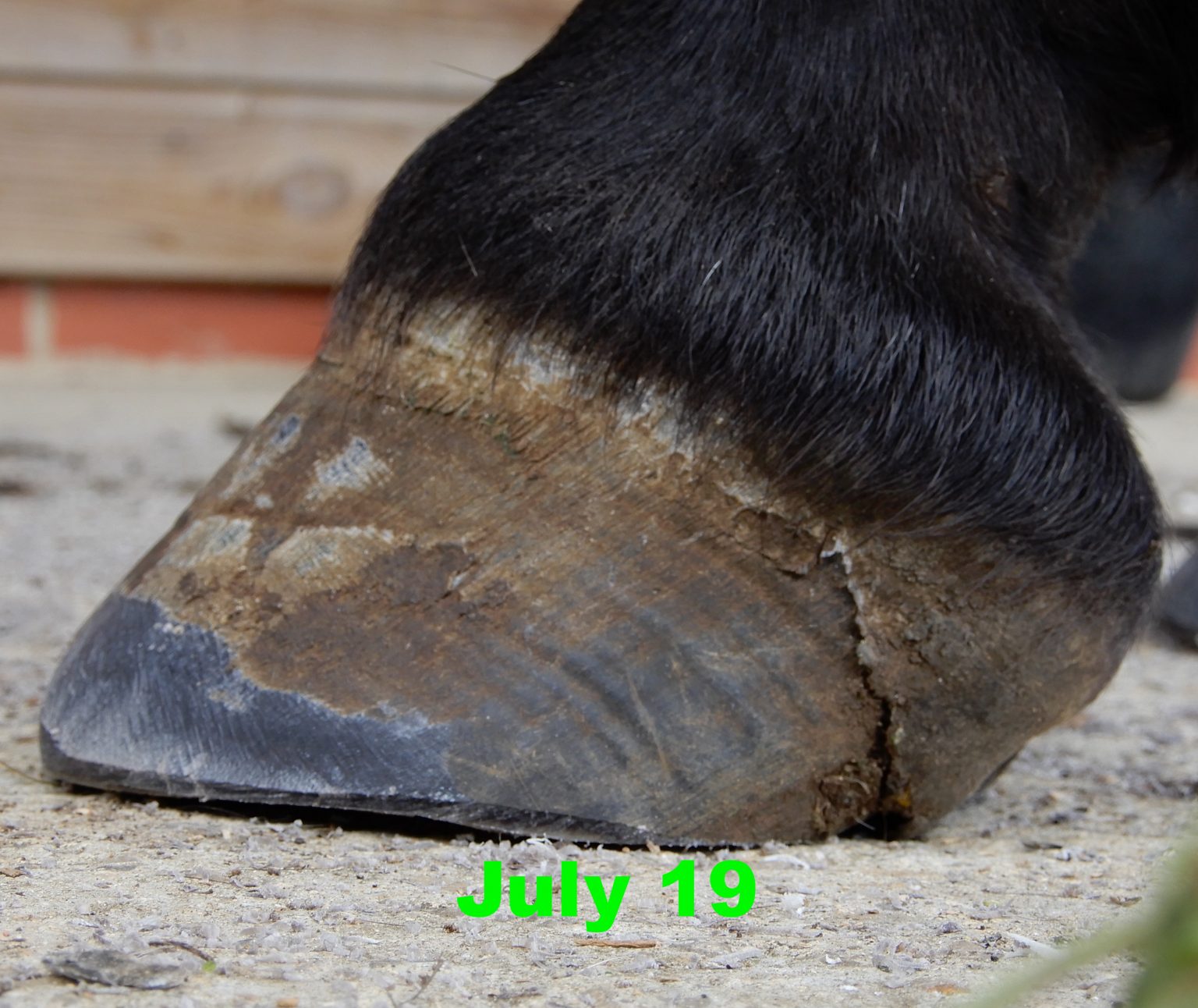 “Seedy Toe” Recovery – The Equine Podiatry Association