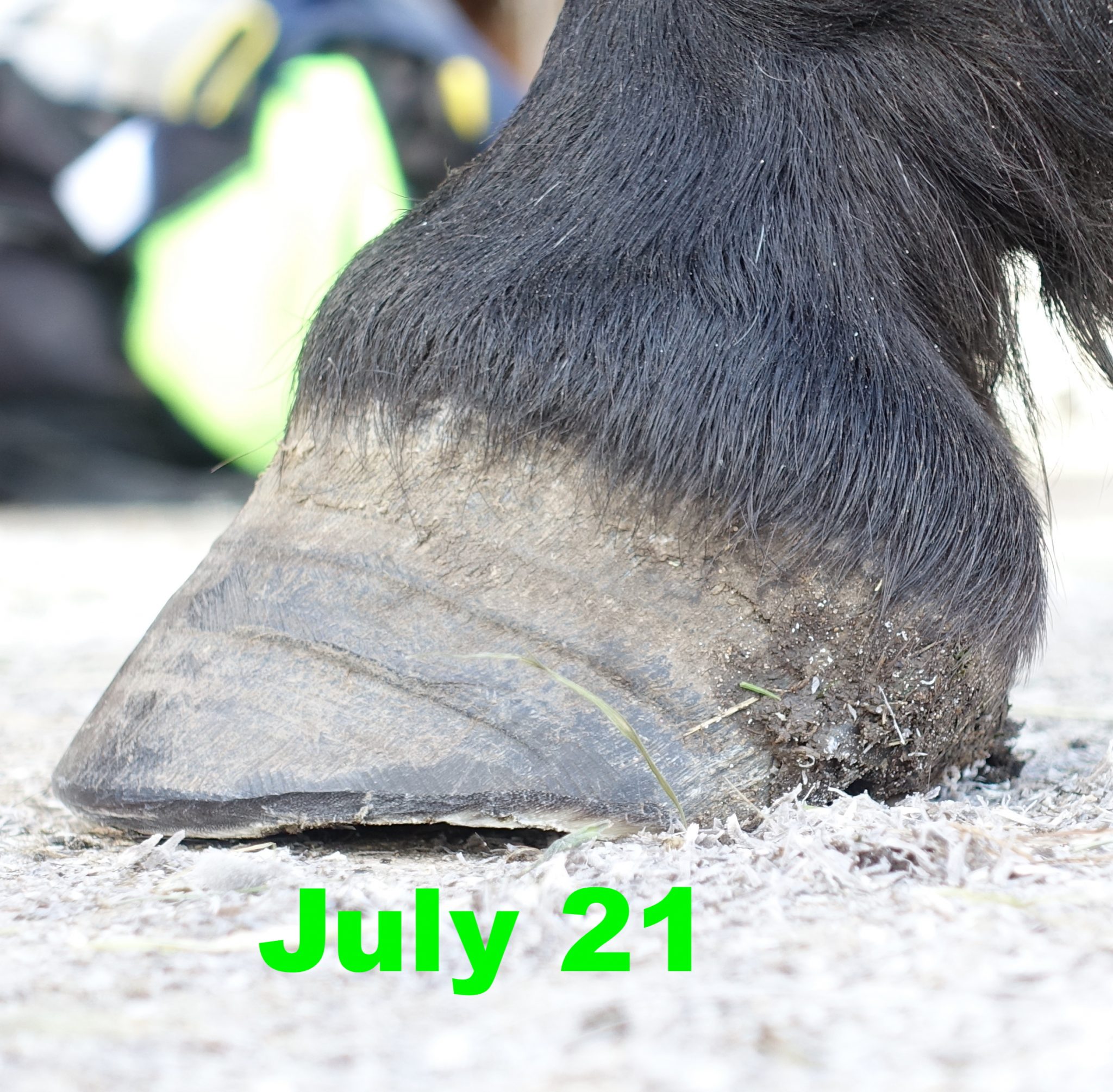 “Seedy Toe” Recovery – The Equine Podiatry Association