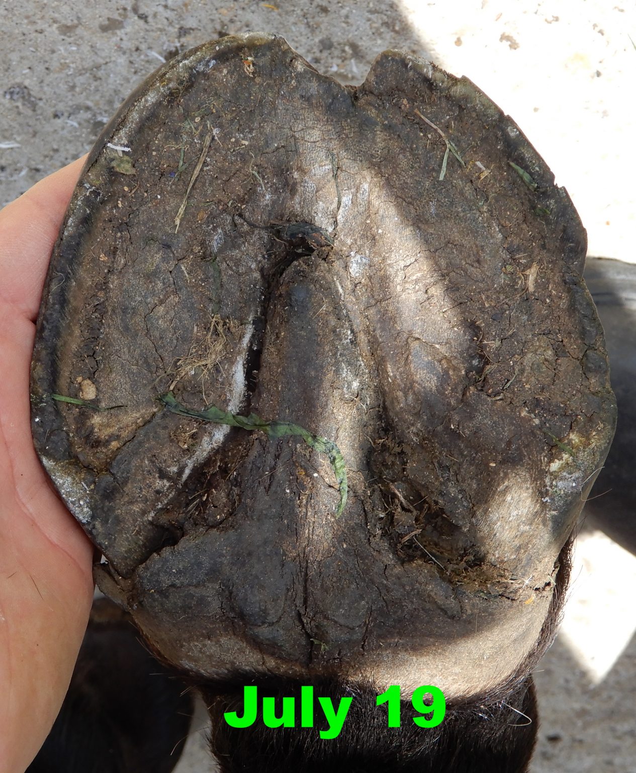 “Seedy Toe” Recovery – The Equine Podiatry Association