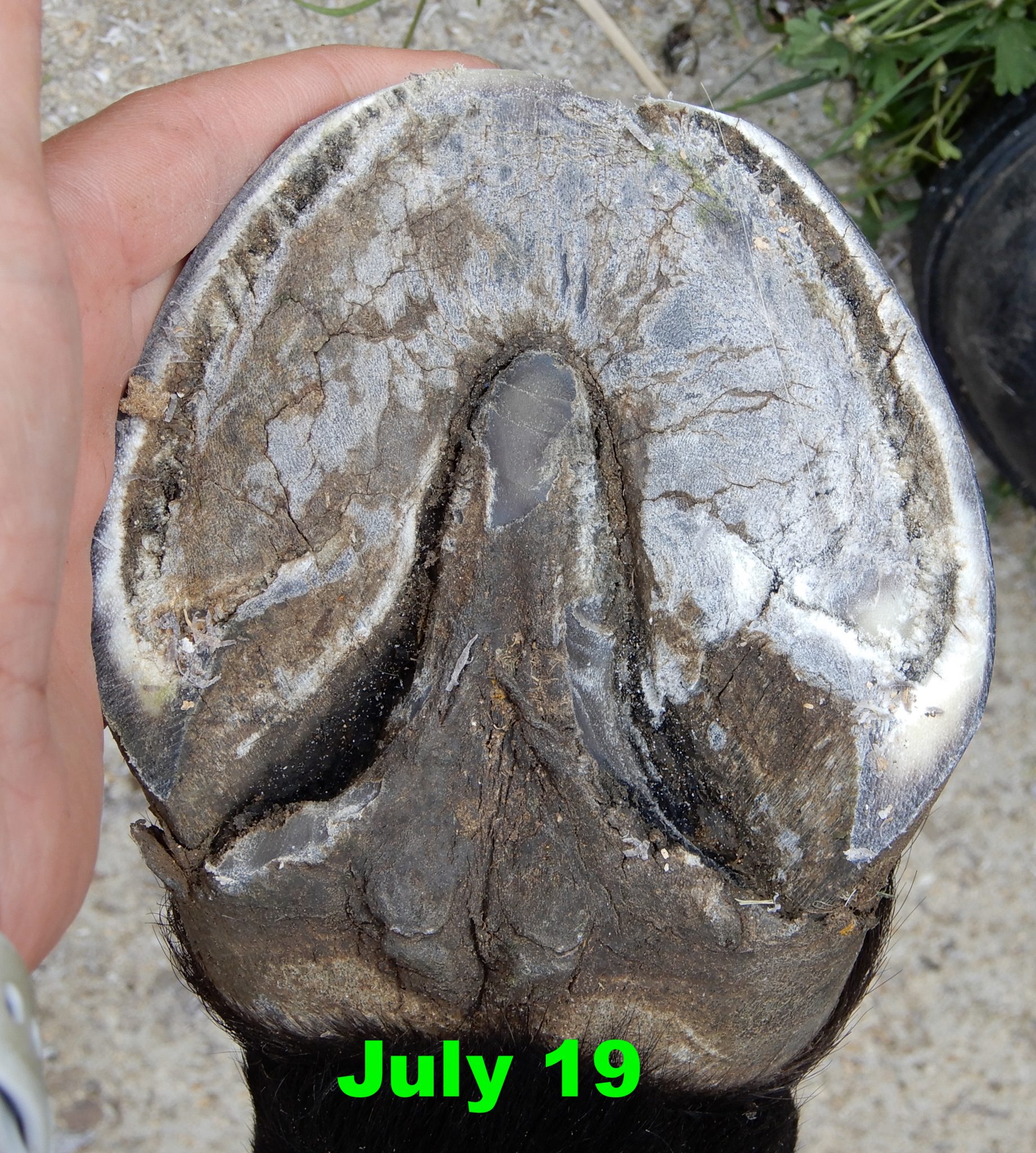 “Seedy Toe” Recovery – The Equine Podiatry Association