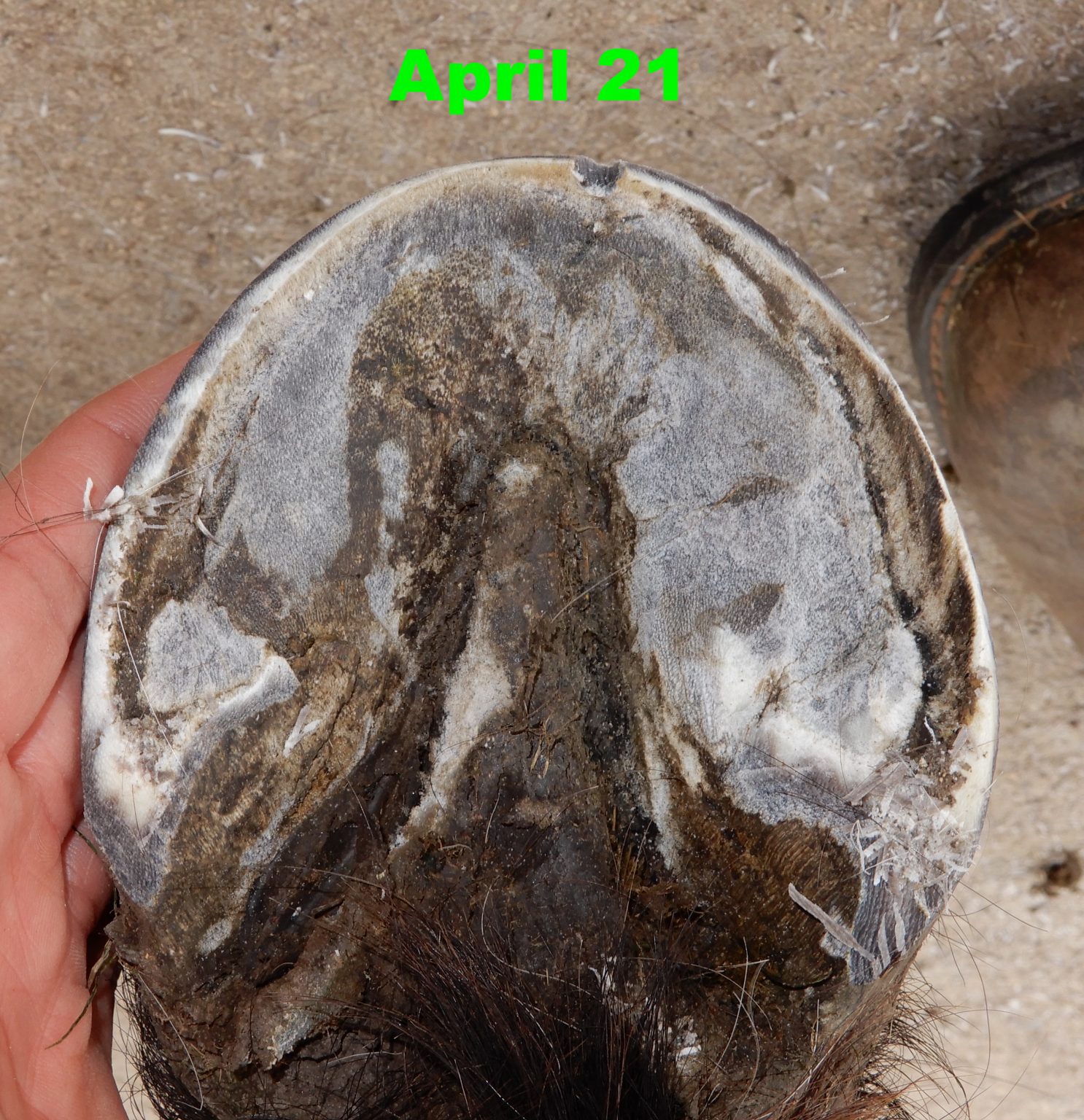 “Seedy Toe” Recovery – The Equine Podiatry Association