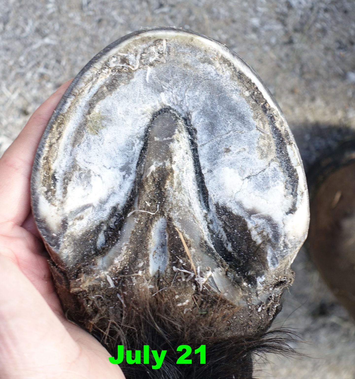 “Seedy Toe” Recovery – The Equine Podiatry Association