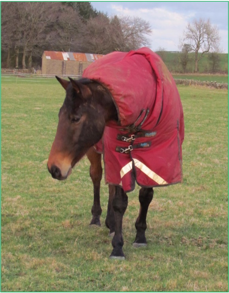 Canker Recovery – The Equine Podiatry Association