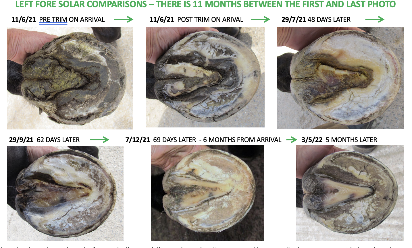 Canker Recovery – The Equine Podiatry Association