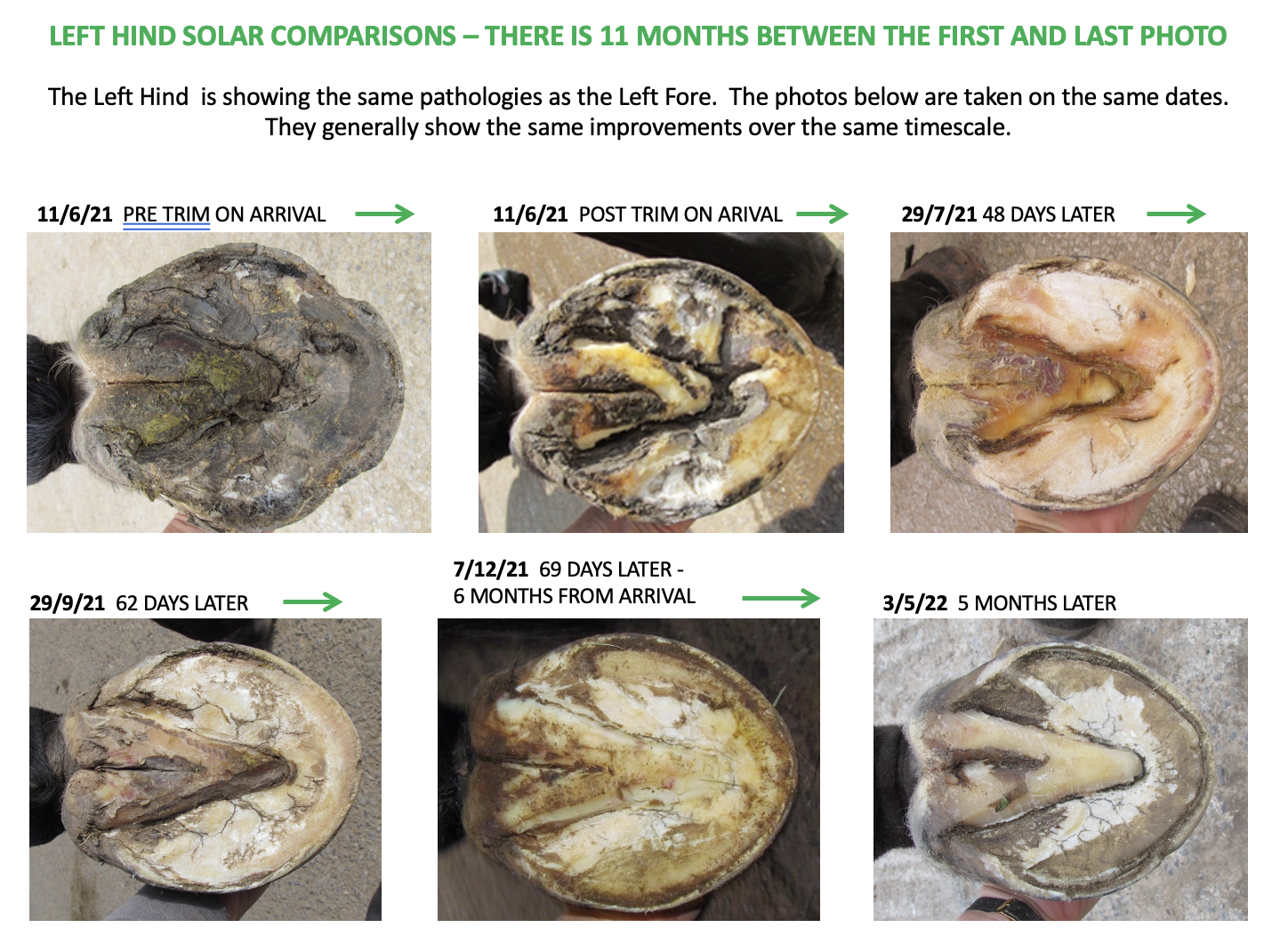 Canker Recovery – The Equine Podiatry Association