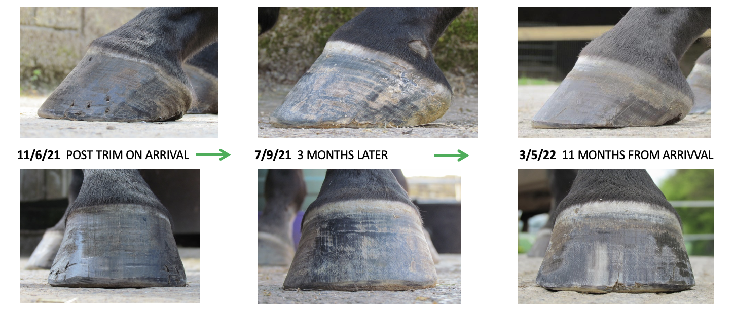 Canker Recovery – The Equine Podiatry Association