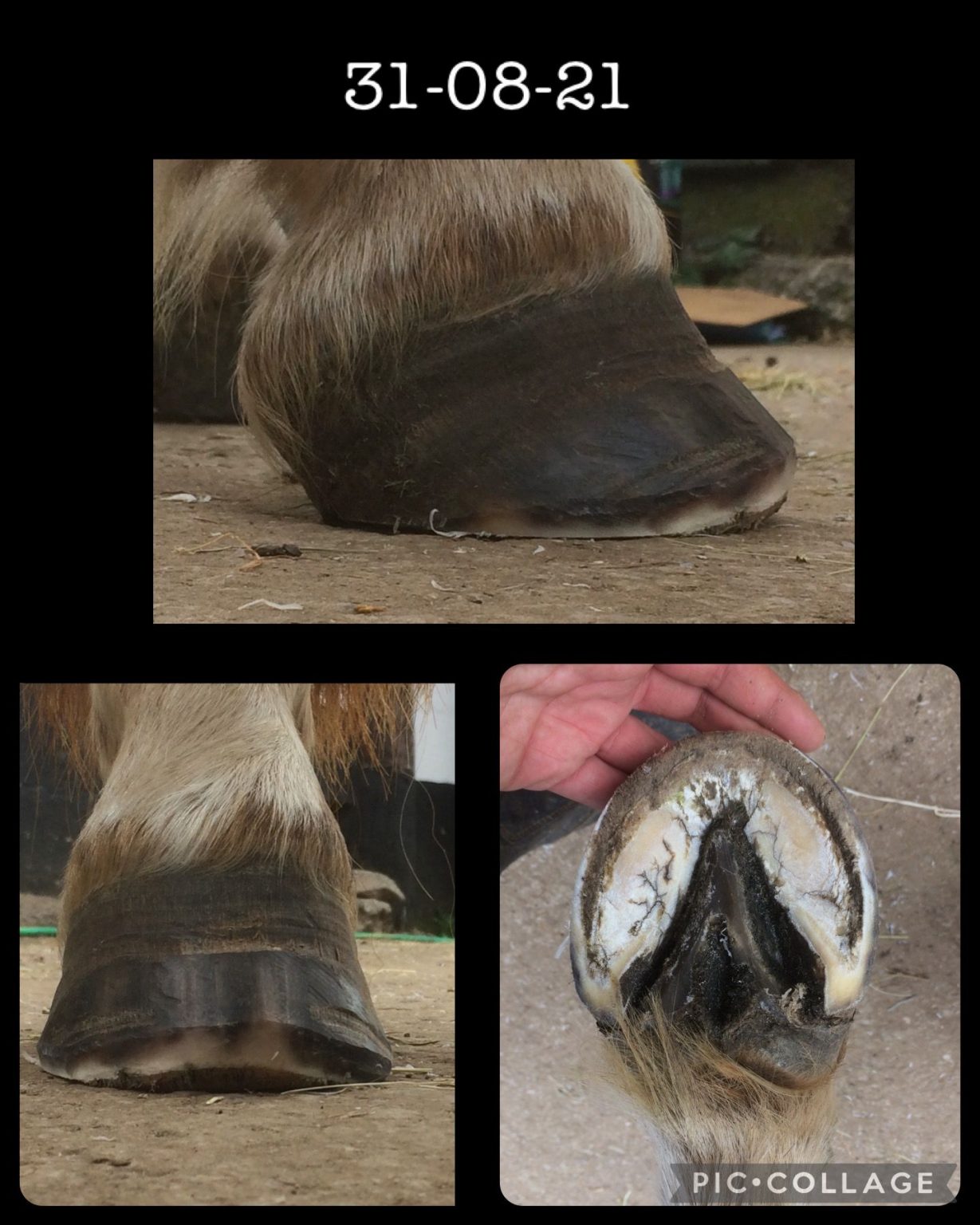 Laminitis Recovery – The Equine Podiatry Association